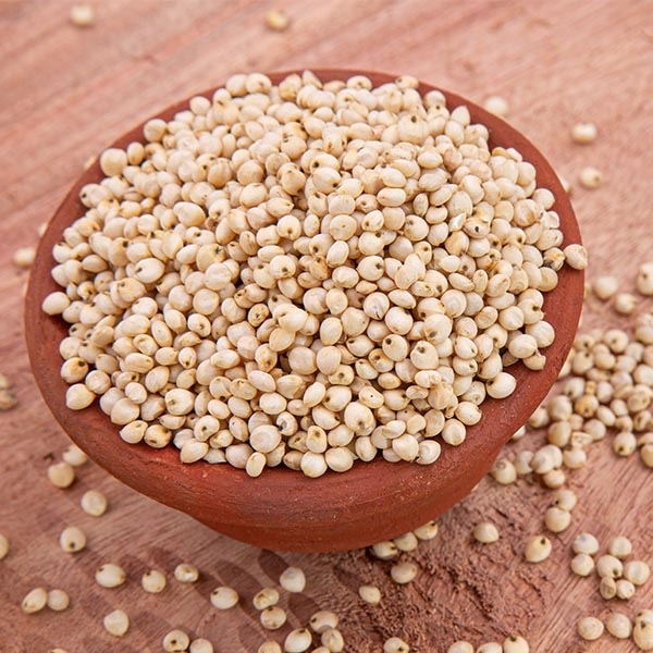 White Sorghum (Cholam) வெள்ளை சோளம் – Uzhavar Kalam